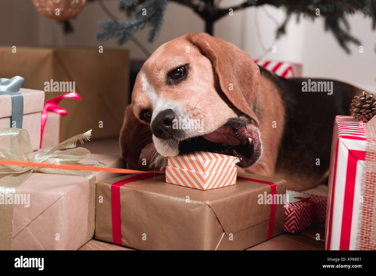 Eat gifts hi-res stock photography and images - Alamy