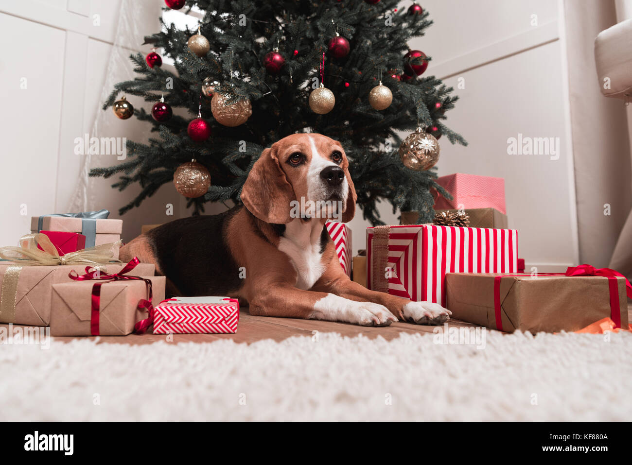 dog laying under christmas tree Stock Photo - Alamy