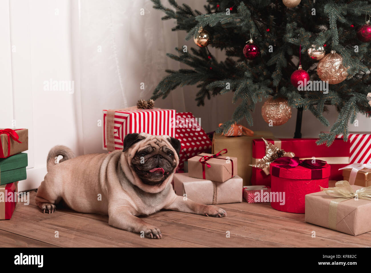 pug sitting under christmas tree Stock Photo - Alamy