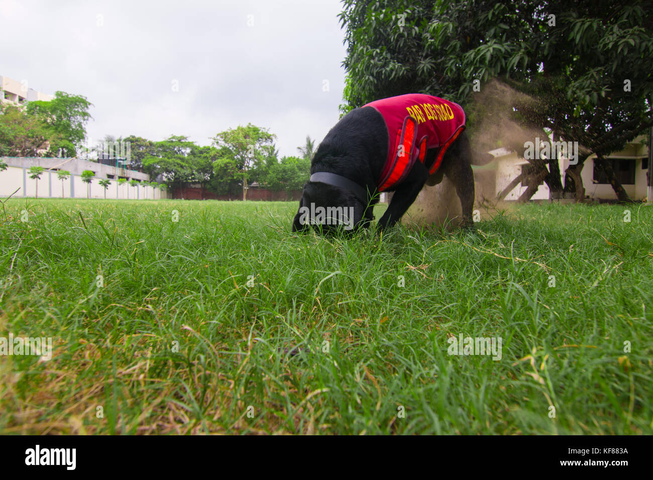 Rab dog squad hi-res stock photography and images - Alamy