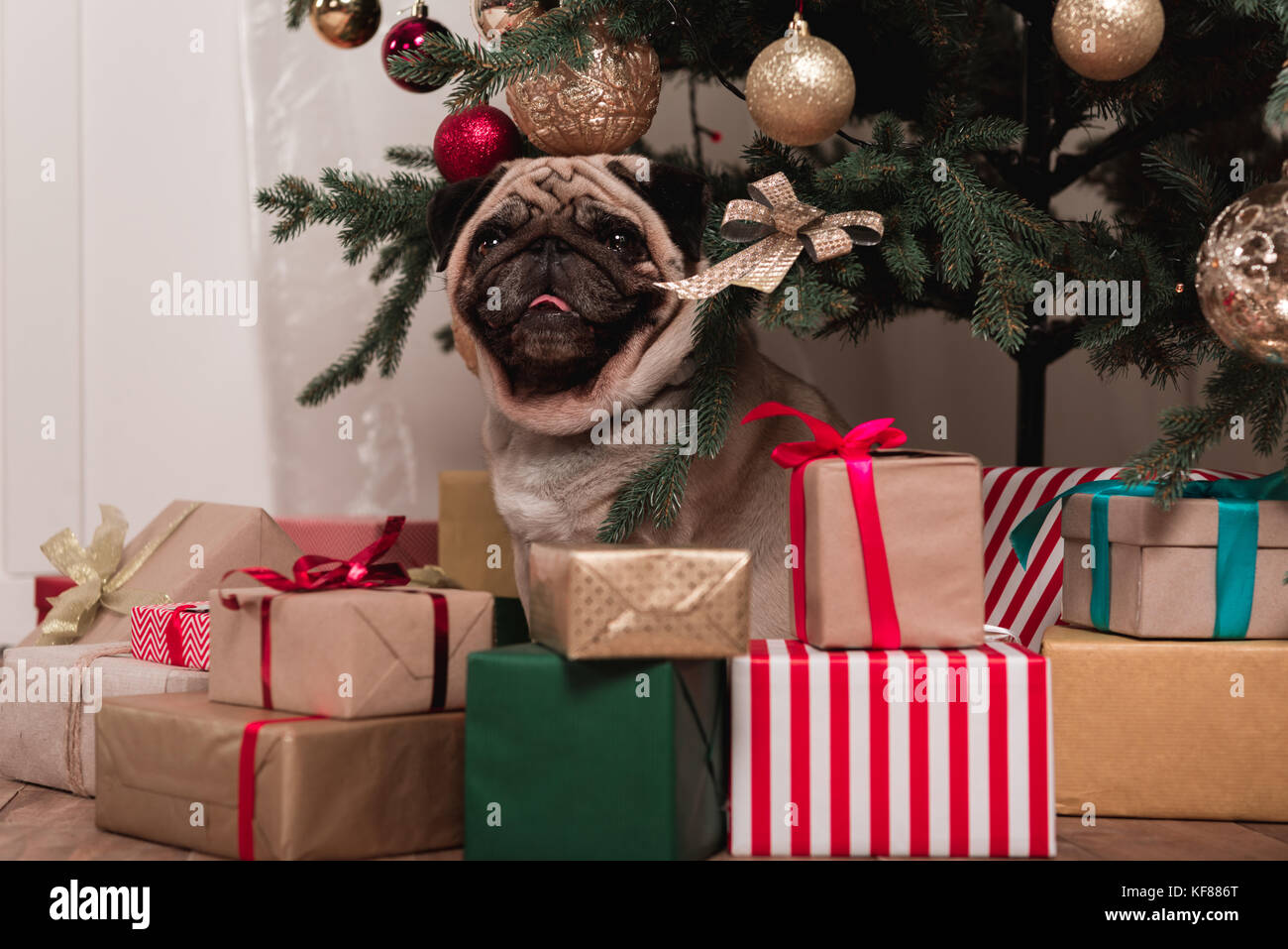 pug sitting under christmas tree Stock Photo - Alamy