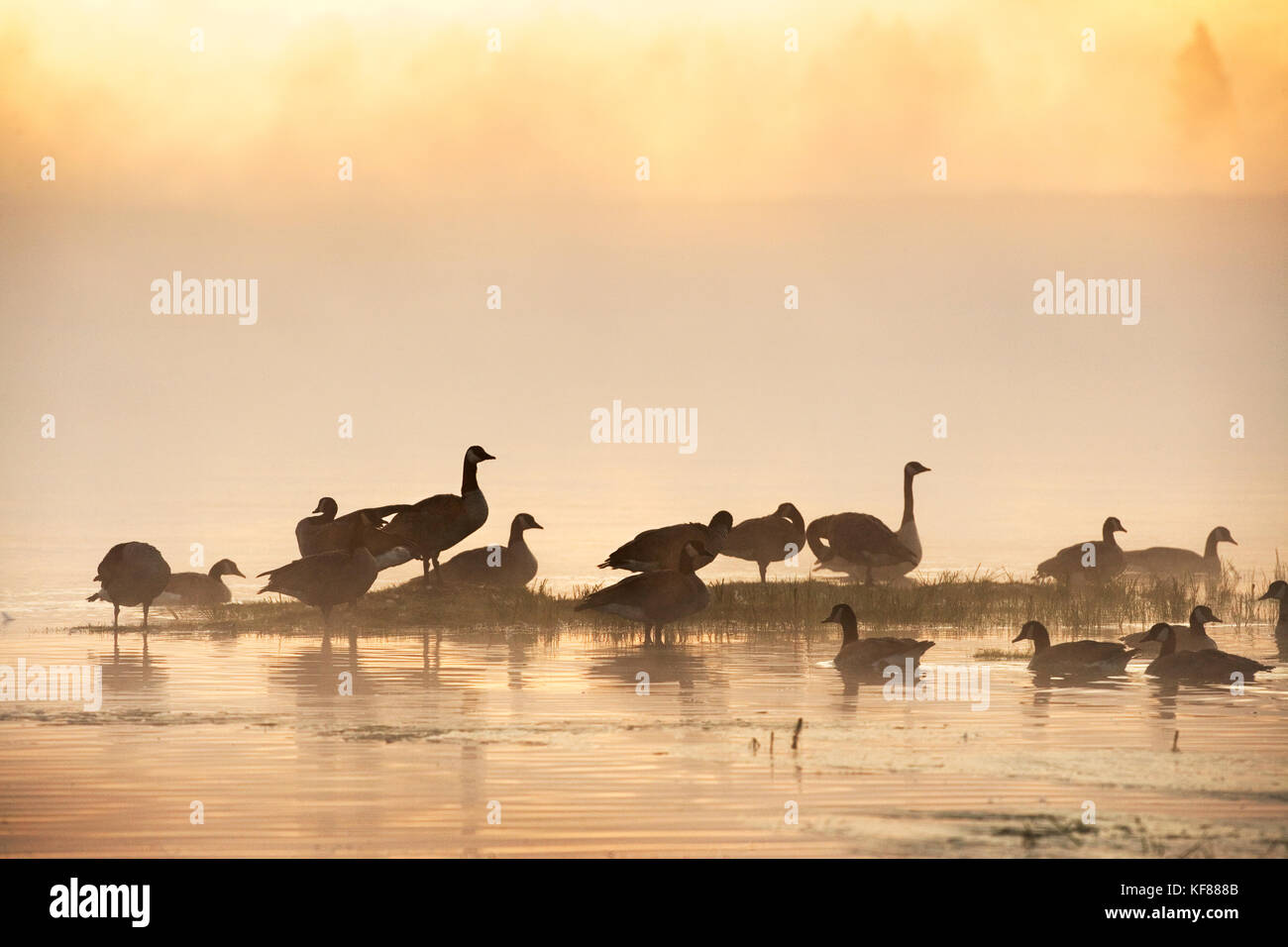 Large group of geese hi-res stock photography and images - Alamy