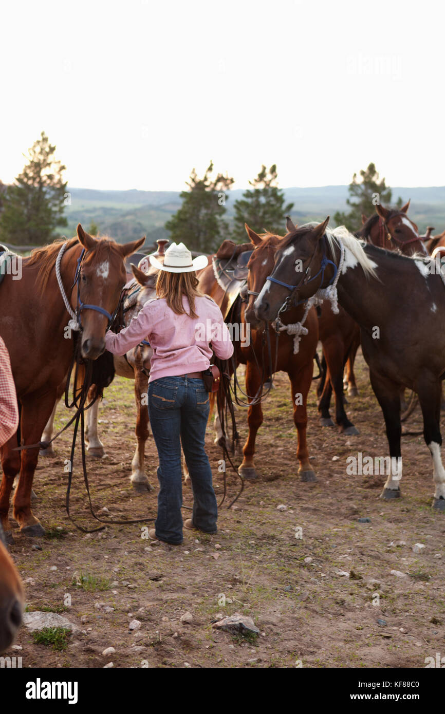 USA, Wyoming, Encampment, a wrangler gathers horses for guests at a ...