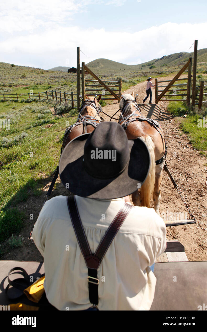 USA, Wyoming, Encampment, cowboy drives a team of belgian horses ...