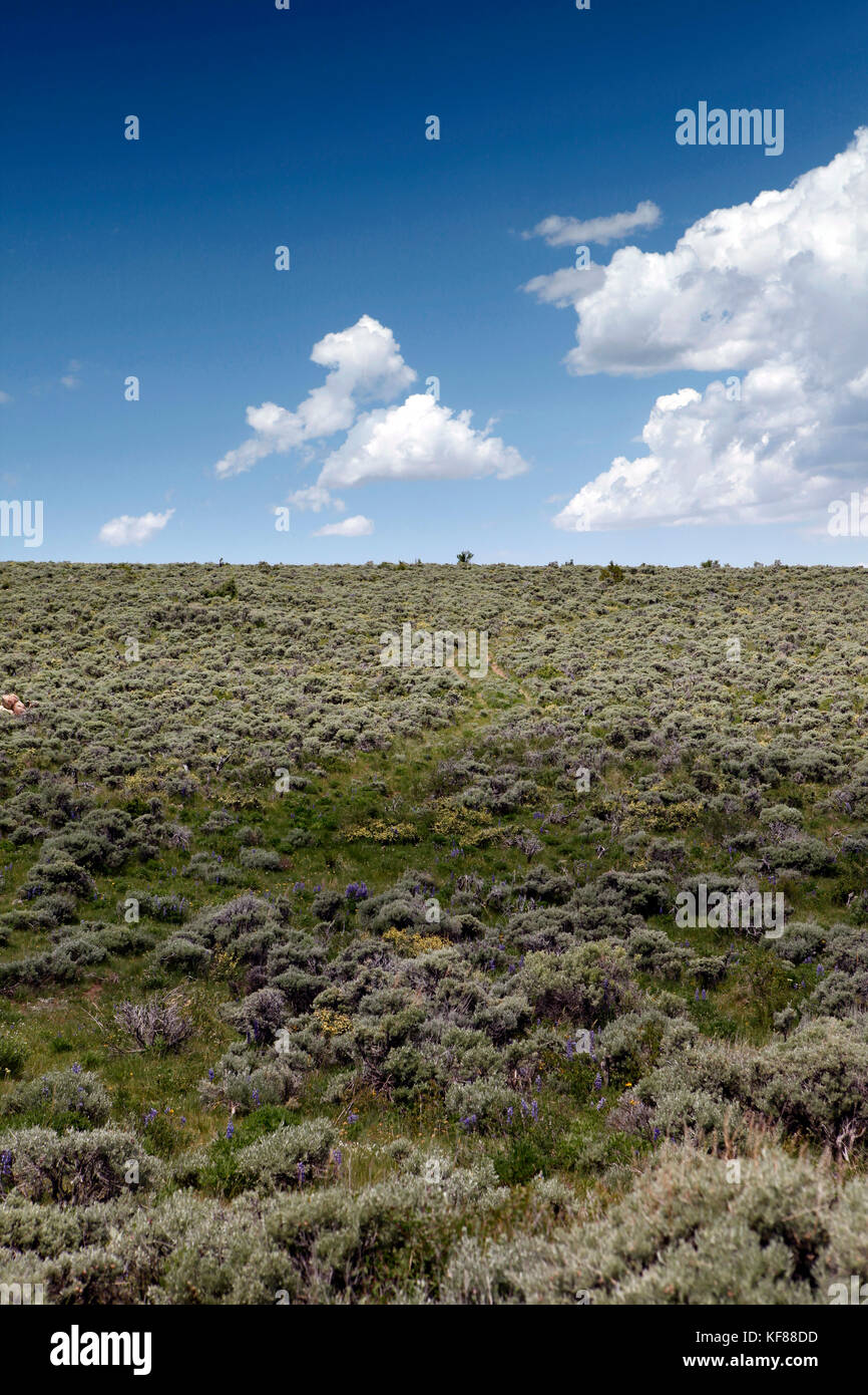 USA, Wyoming, Encampment, open landscape covered in sagebrush, AbarA ...