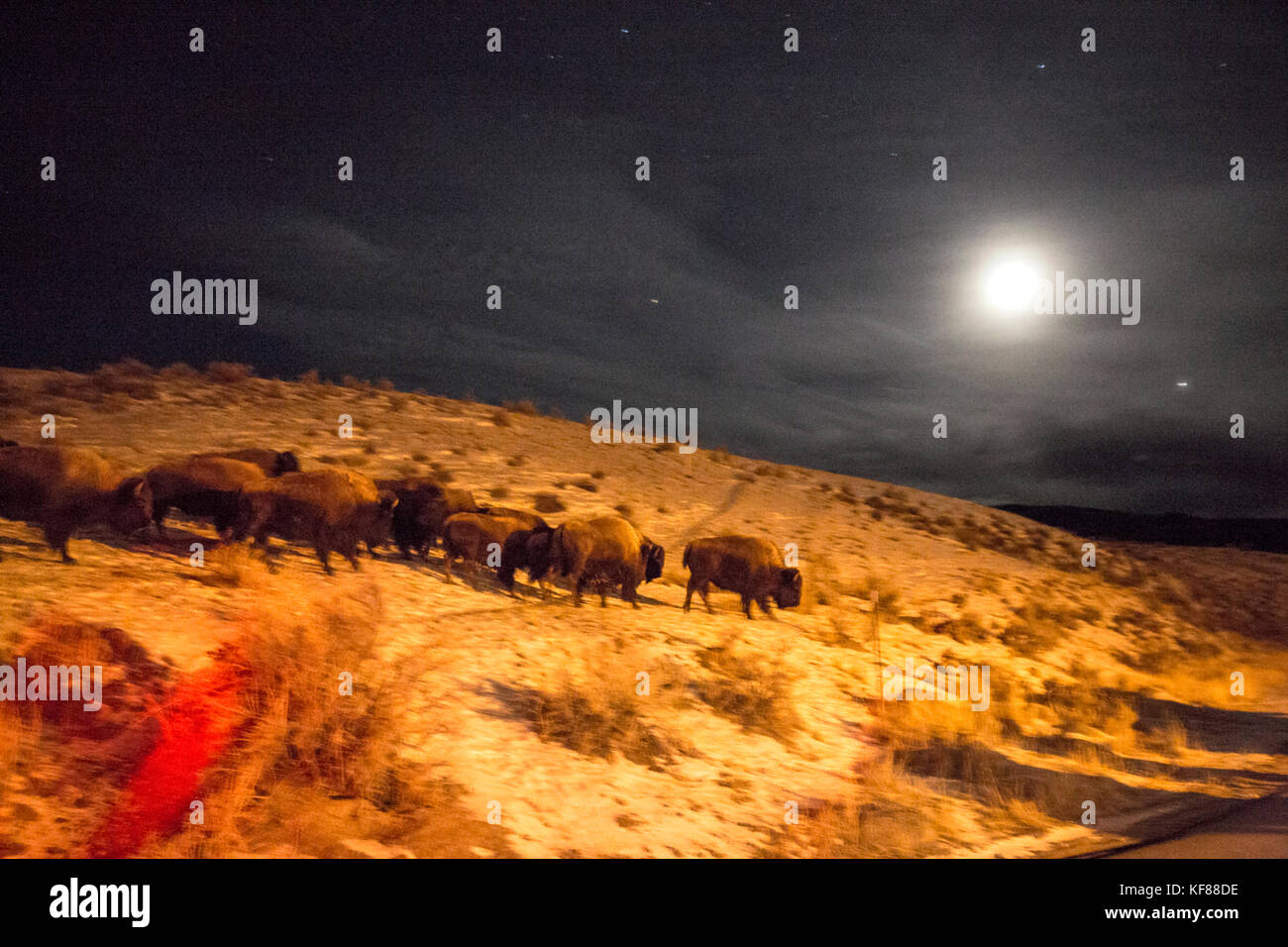 USA, Wyoming, Yellowstone National Park, bison walking in the night ...