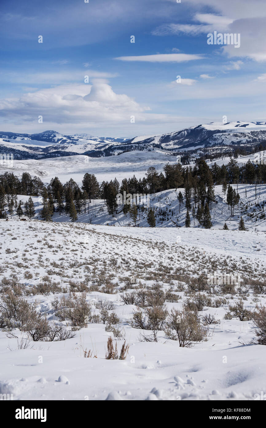 USA, Wyoming, Yellowstone National Park, landscape of Blacktail Deer ...