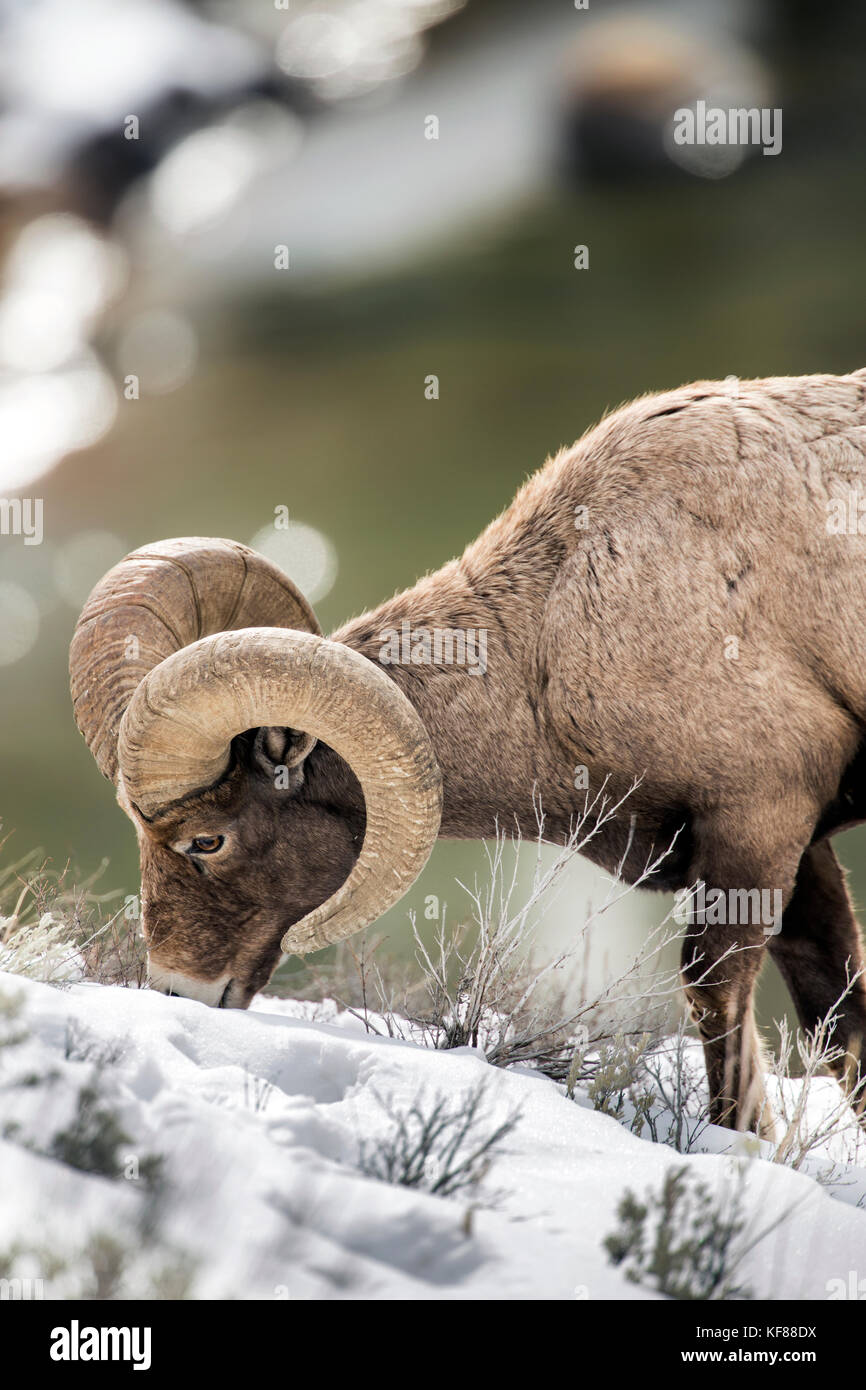 USA, Wyoming, Yellowstone National Park, Bighorn Sheep graze by the ...