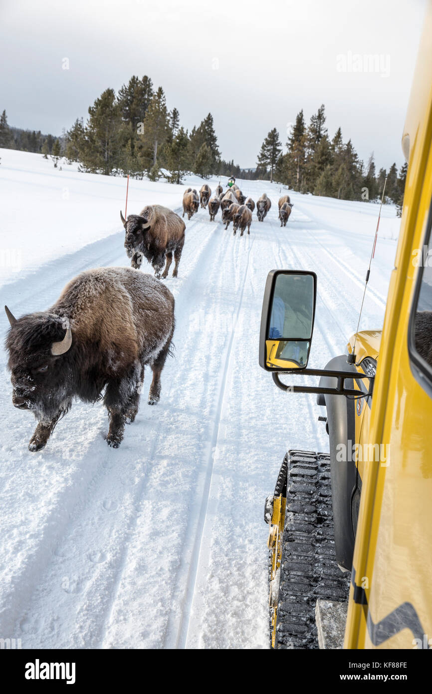 USA, Wyoming, Yellowstone National Park, frosty bison walk along the ...