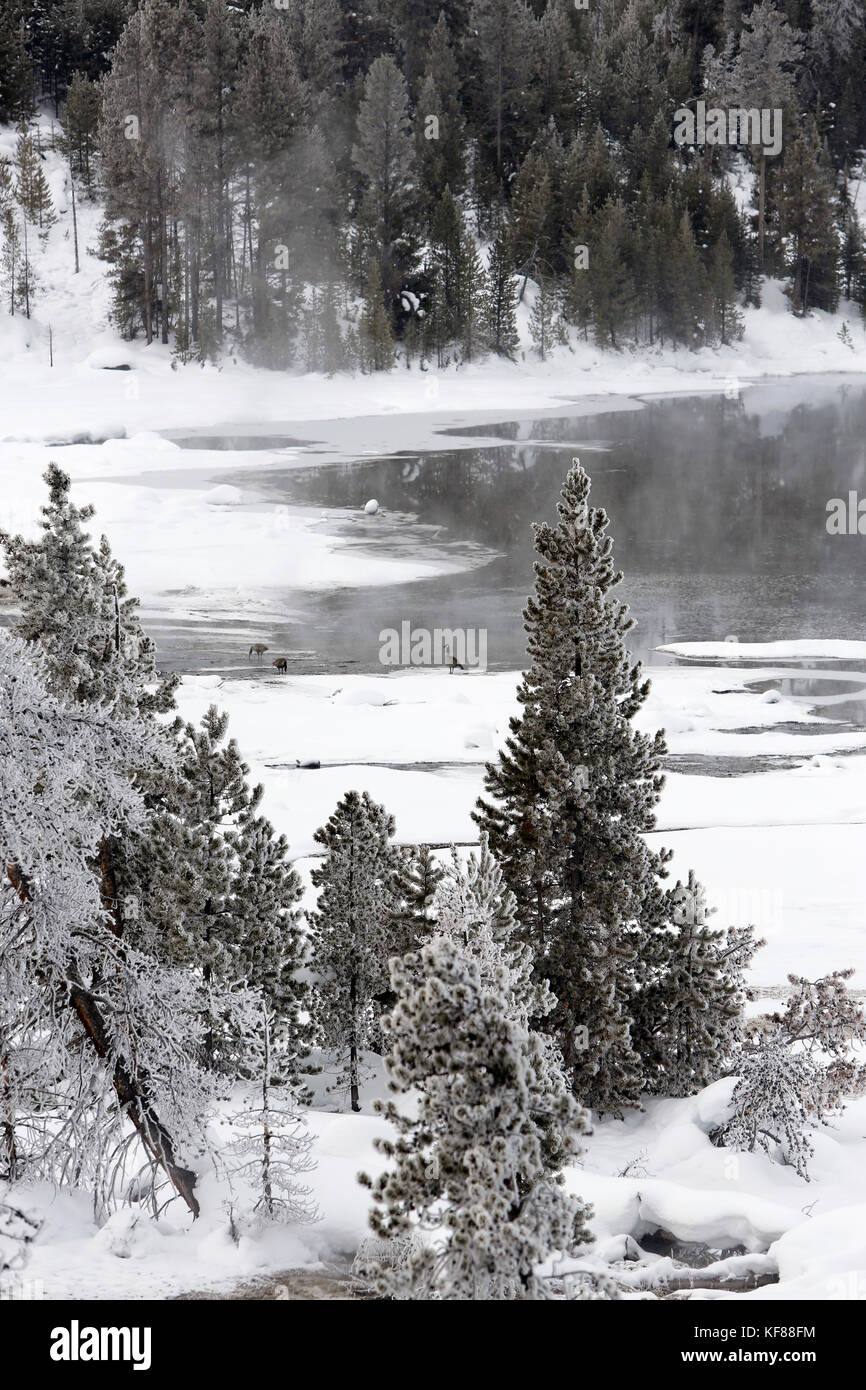 USA, Wyoming, Yellowstone National Park, Canada Snow Geese feed at ...