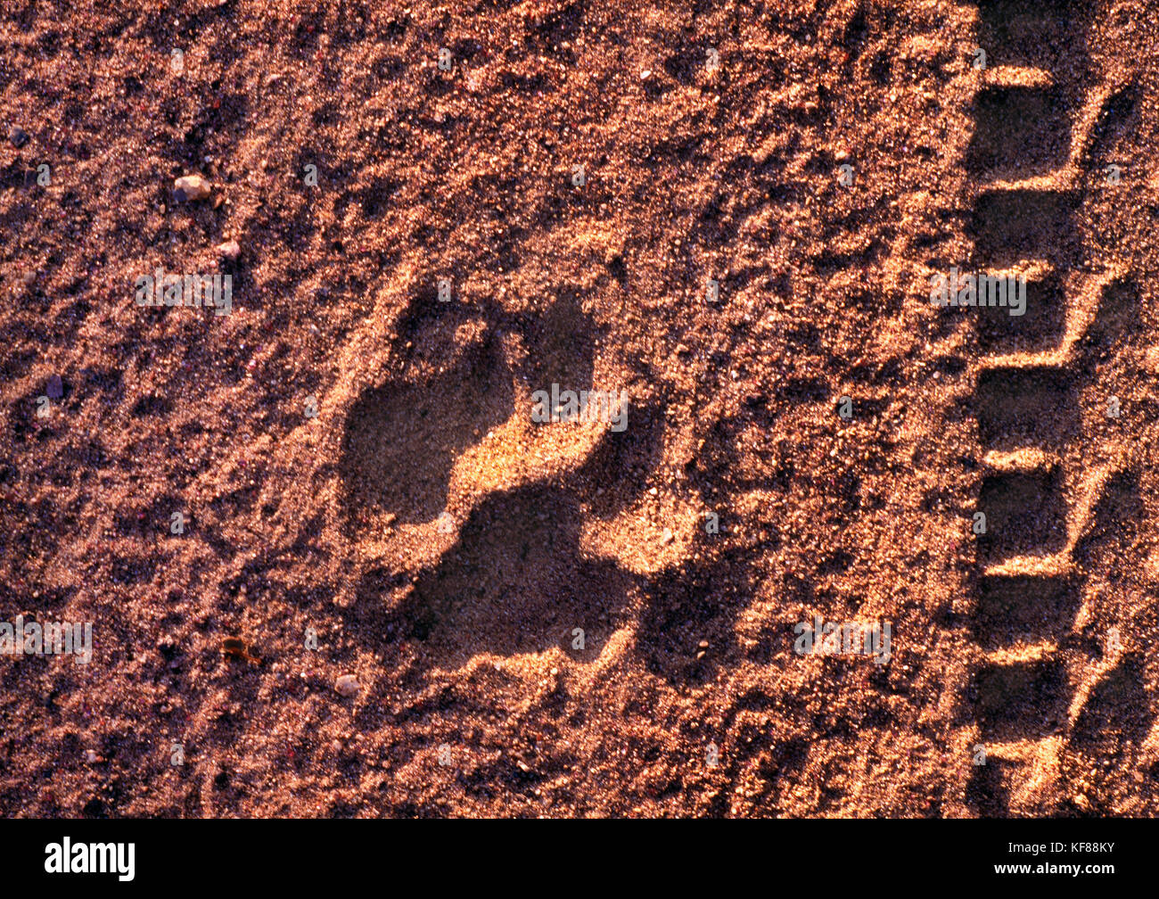 ZIMBABWE, South Africa, Hwange National Reserve Park, Lion track and ...