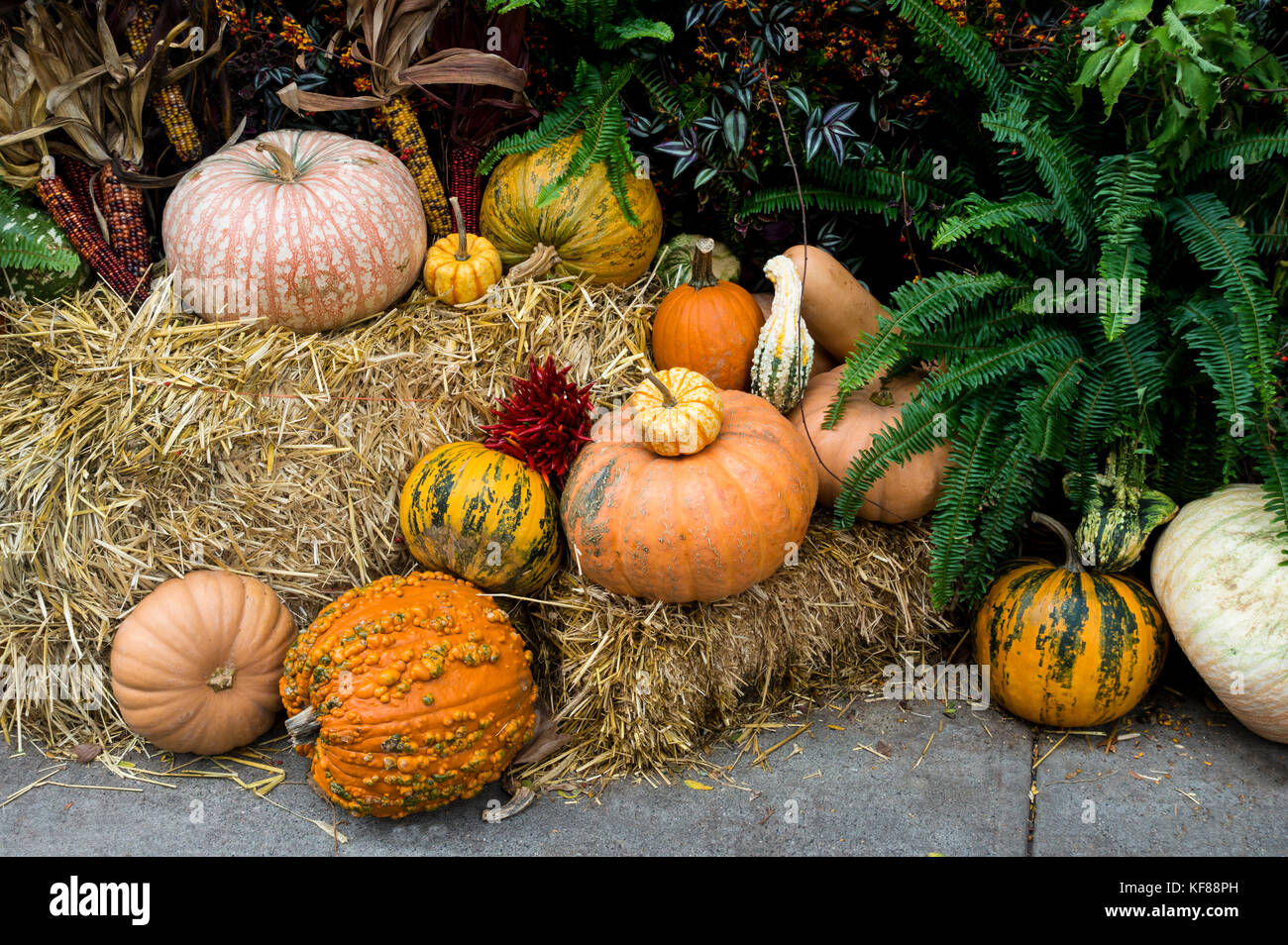 A street display of pumpkins for the holidays Stock Photo - Alamy