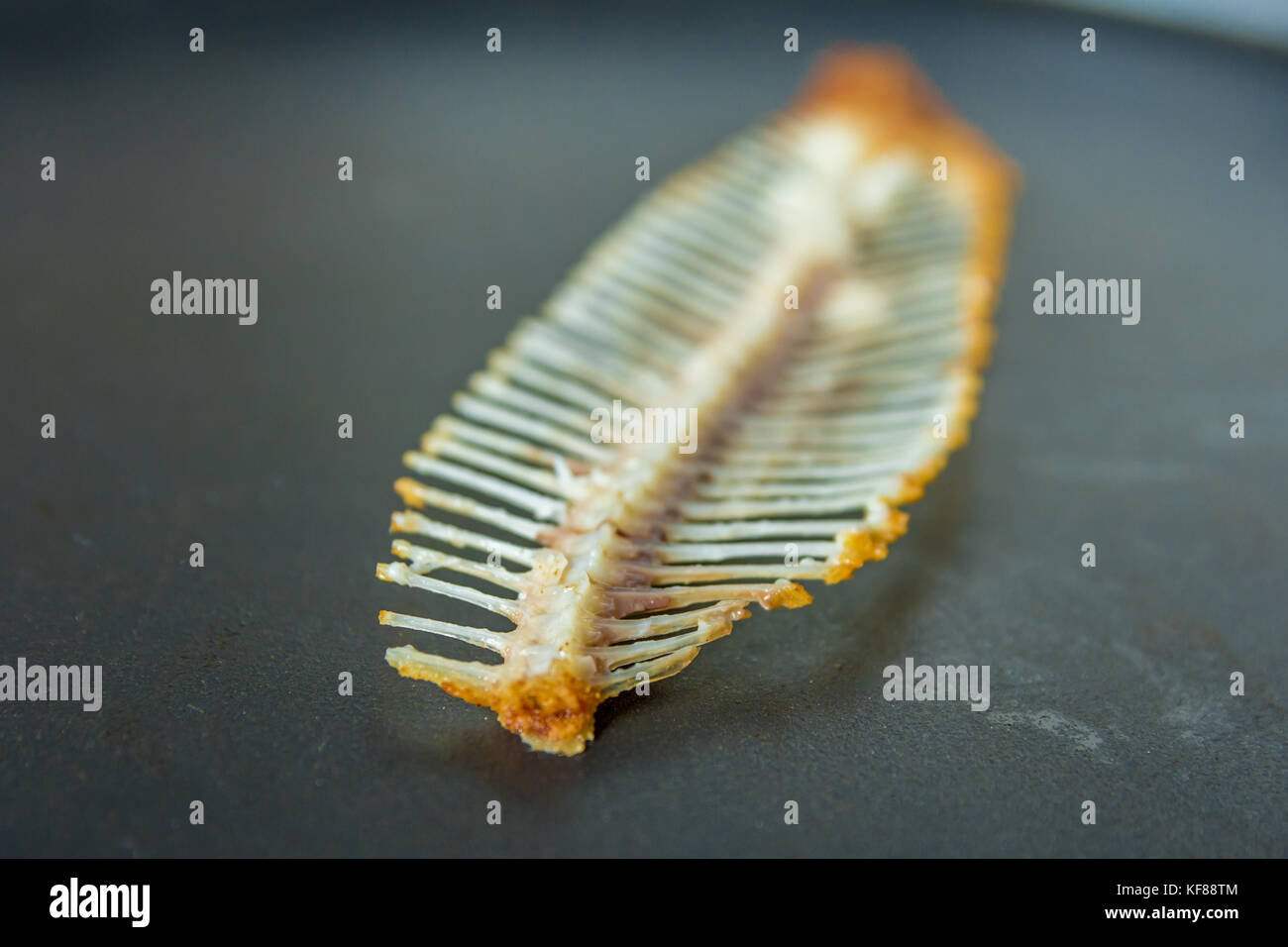 Red fish skeleton hi-res stock photography and images - Alamy