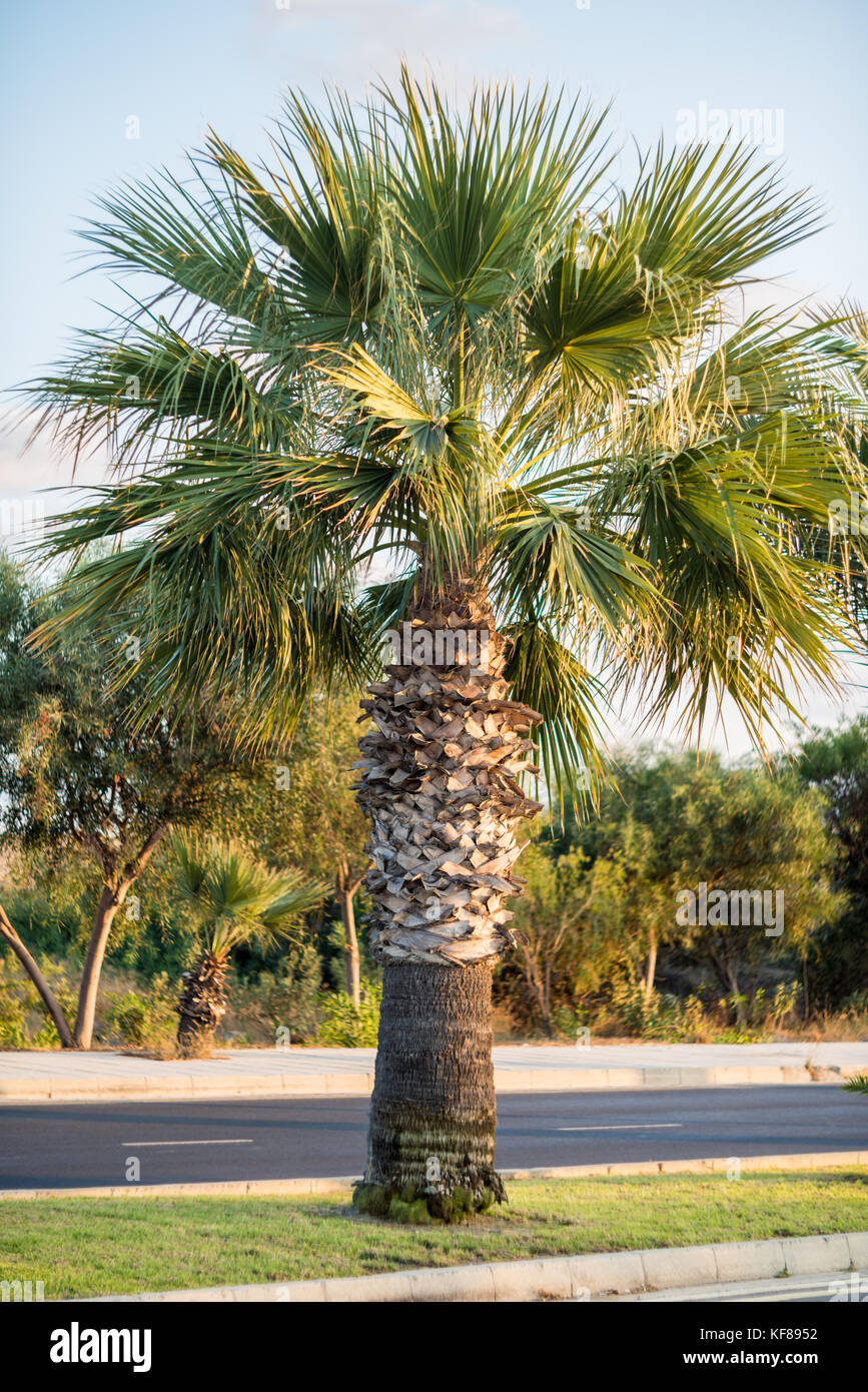 Palm tree on the side of the road with blue sky background Stock Photo ...