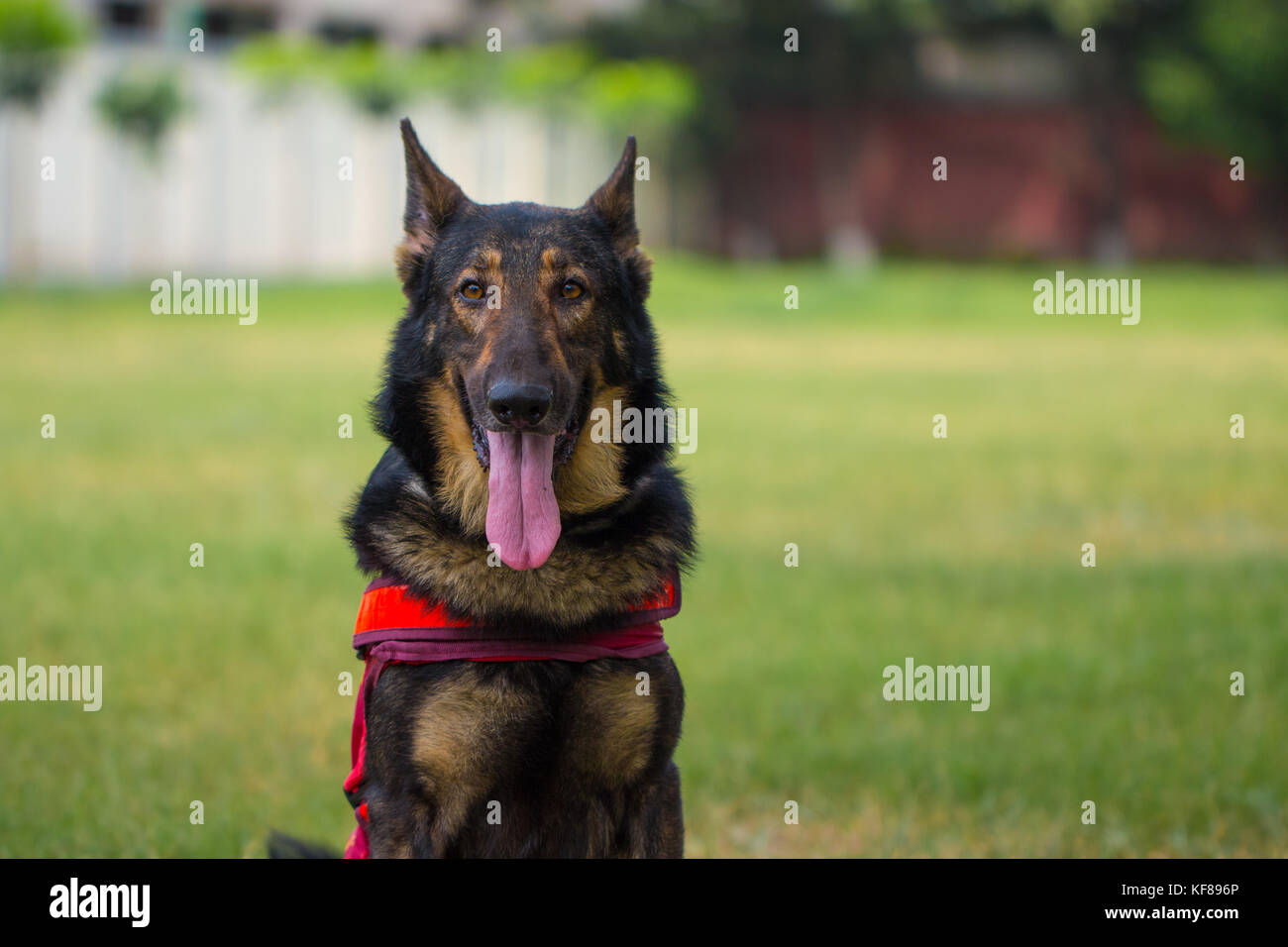 Rab dog squad hi-res stock photography and images - Alamy