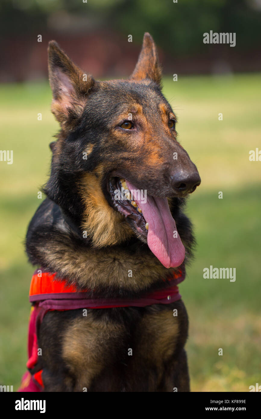 Rab dog squad hi-res stock photography and images - Alamy