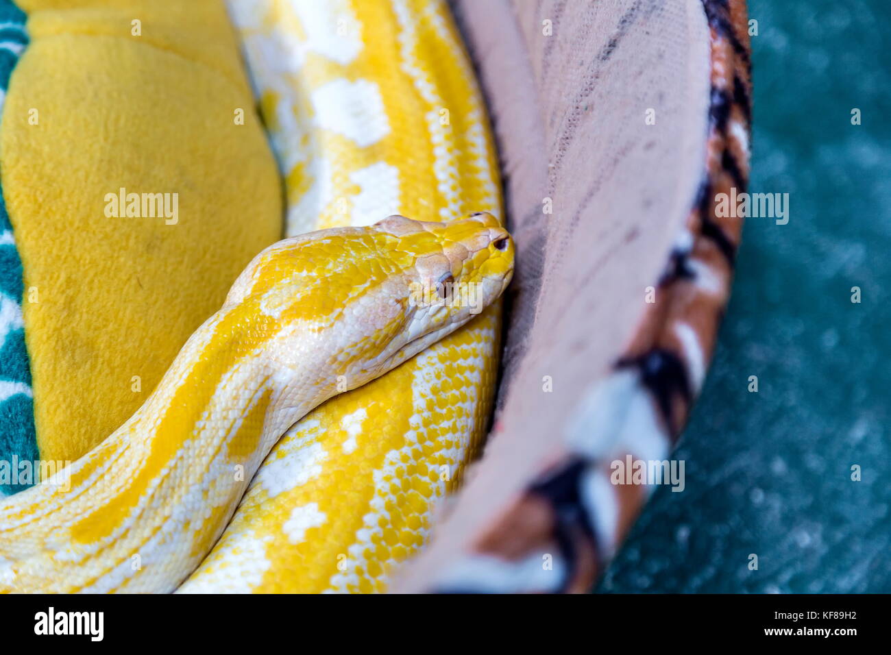Snake python yellow hi-res stock photography and images - Alamy