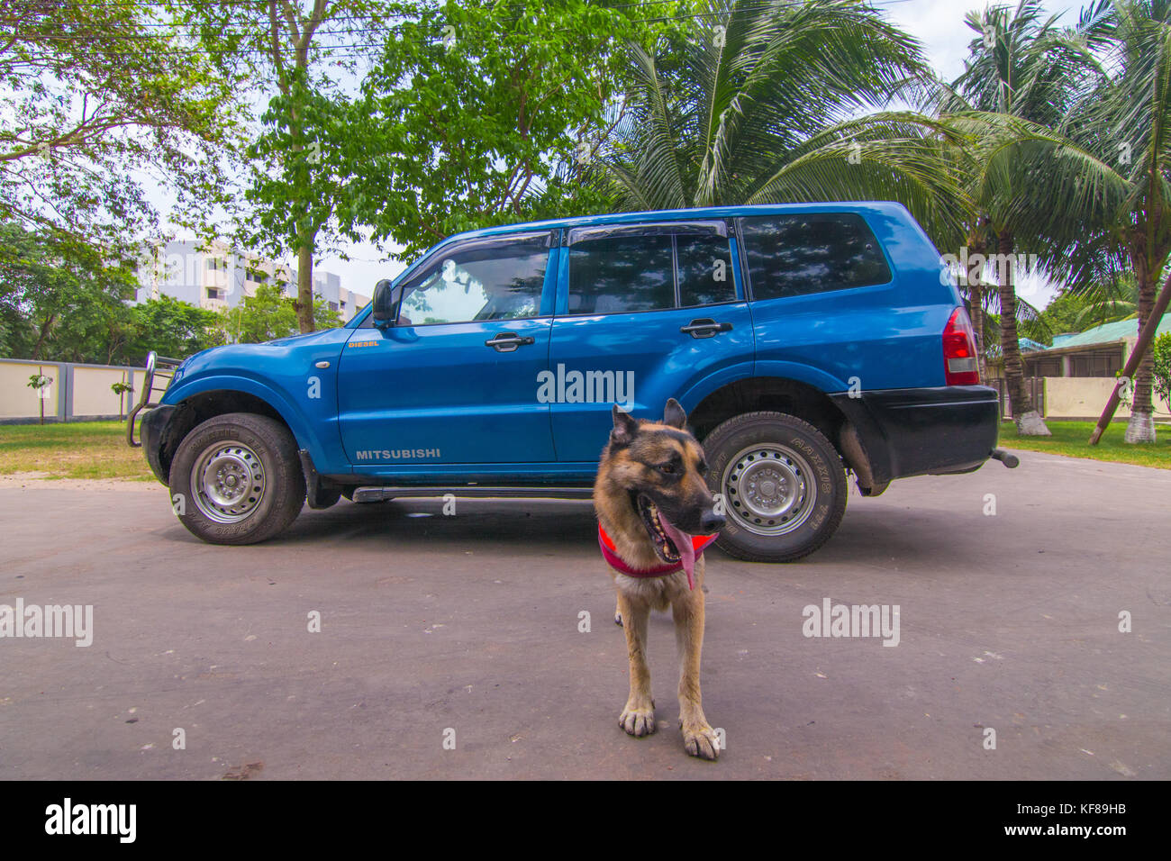 Rab dog squad hi-res stock photography and images - Alamy