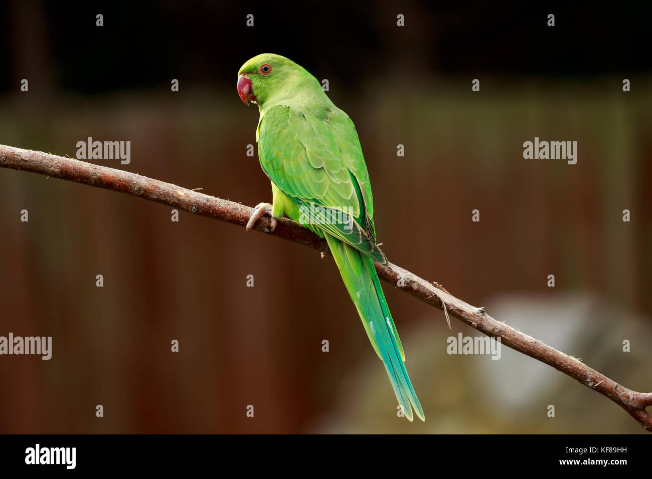 Indian ringnecked parakeet hi-res stock photography and images - Alamy