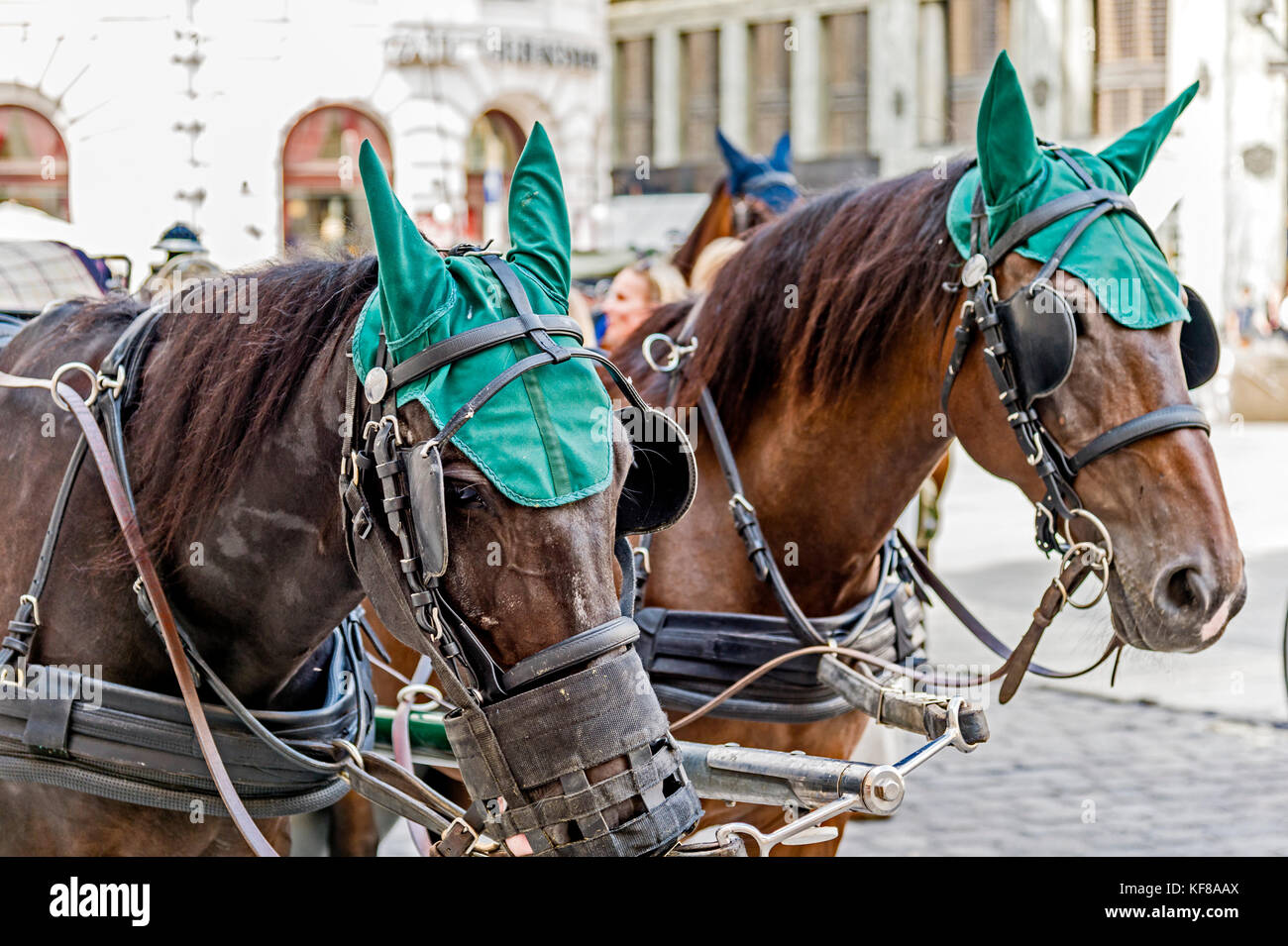 Wien kutsche hi-res stock photography and images - Alamy