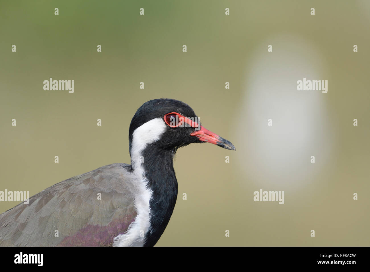Bird carpal spur hi-res stock photography and images - Alamy