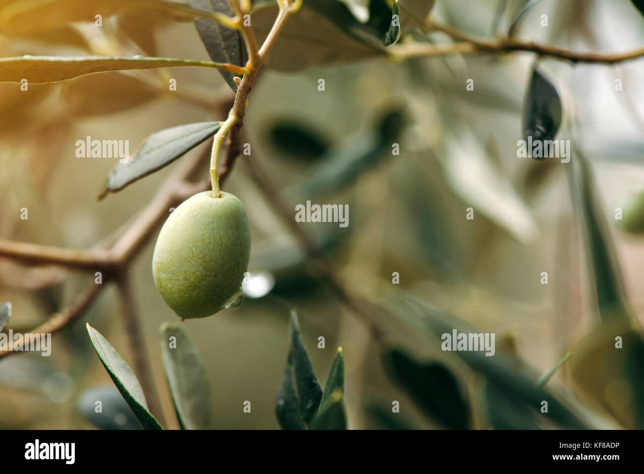 Olive fruit hi-res stock photography and images - Alamy