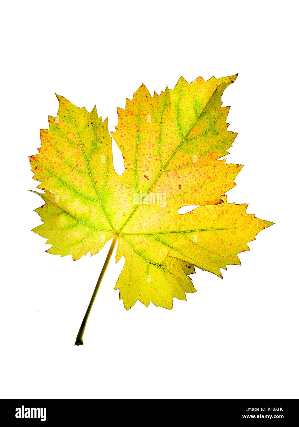 Autumn vineyard yellow grape Cut Out Stock Images & Pictures - Alamy