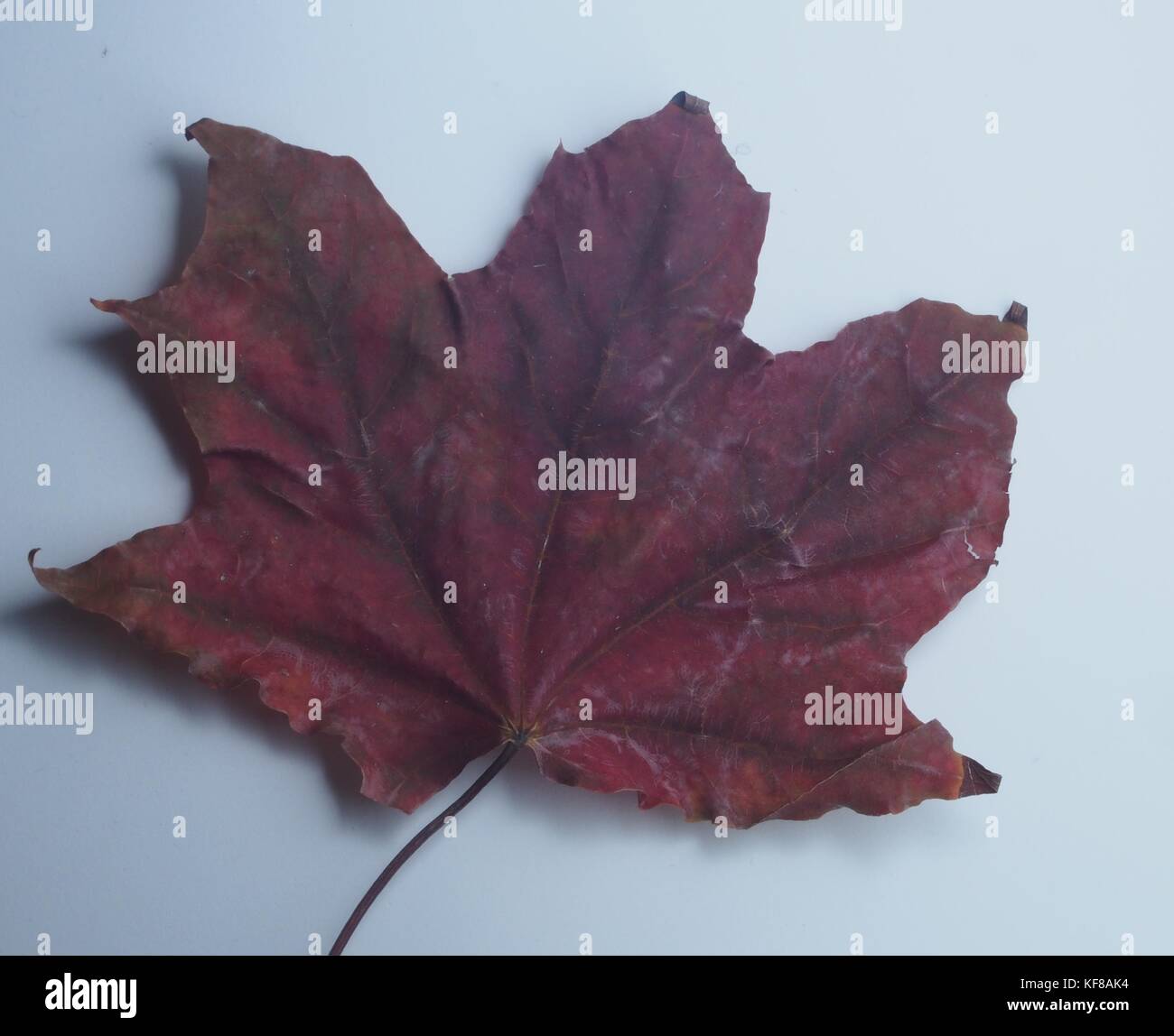 Dead maple leaf with stalk hi-res stock photography and images - Alamy