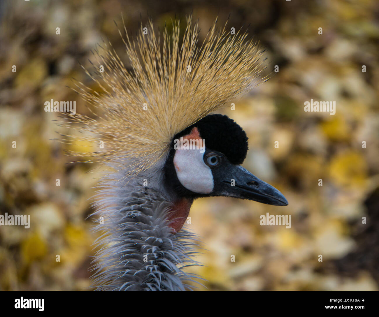 African Crowned Crane Stock Photo - Alamy