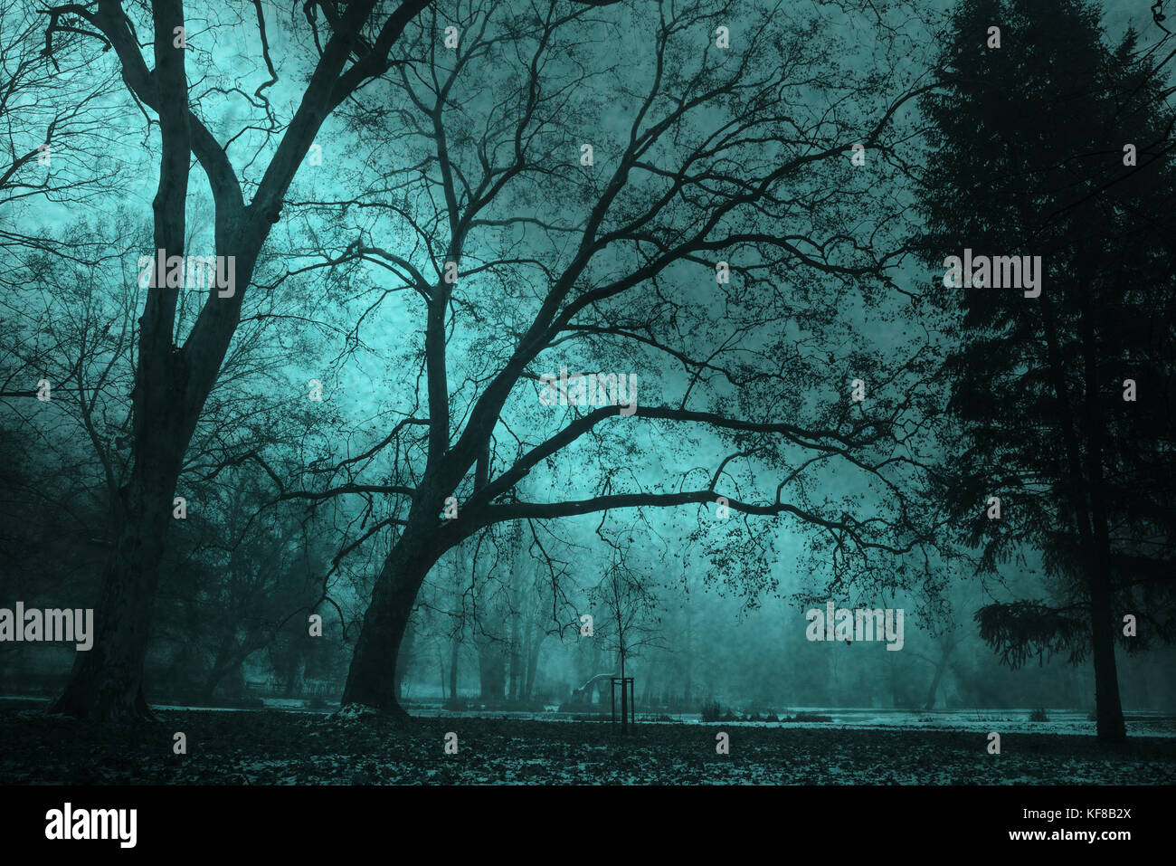The trees in the park in fog on the cyan background Stock Photo - Alamy