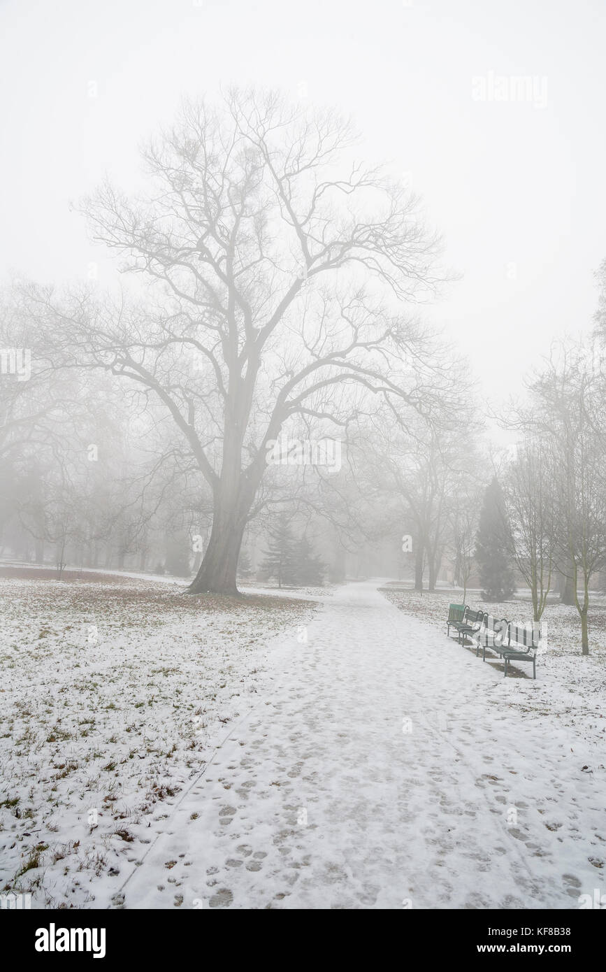 Empty park in the winter after the first snow in the fog Stock Photo ...