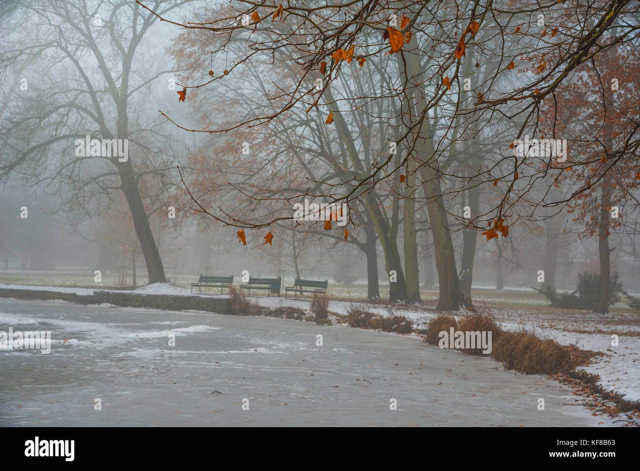 Park in december with frozen lake after first snow in fog Stock Photo ...