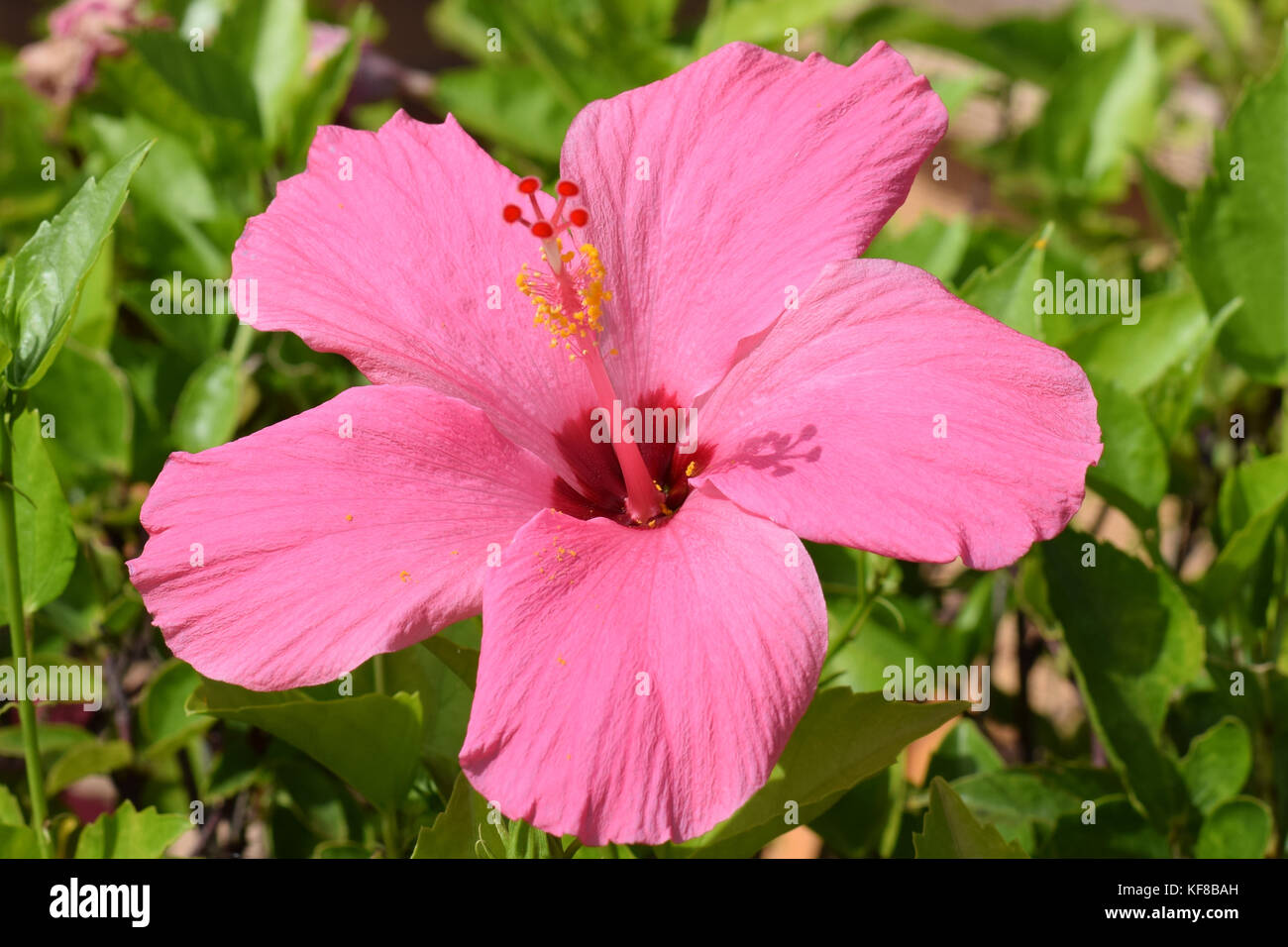 Pink hibiscus flower in cape verde hi-res stock photography and images ...