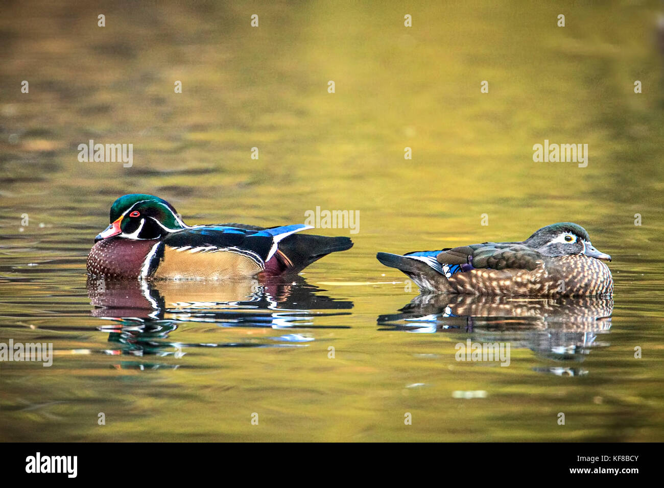 A wood duck couple have backs to each other at Cannon Hill Park in ...