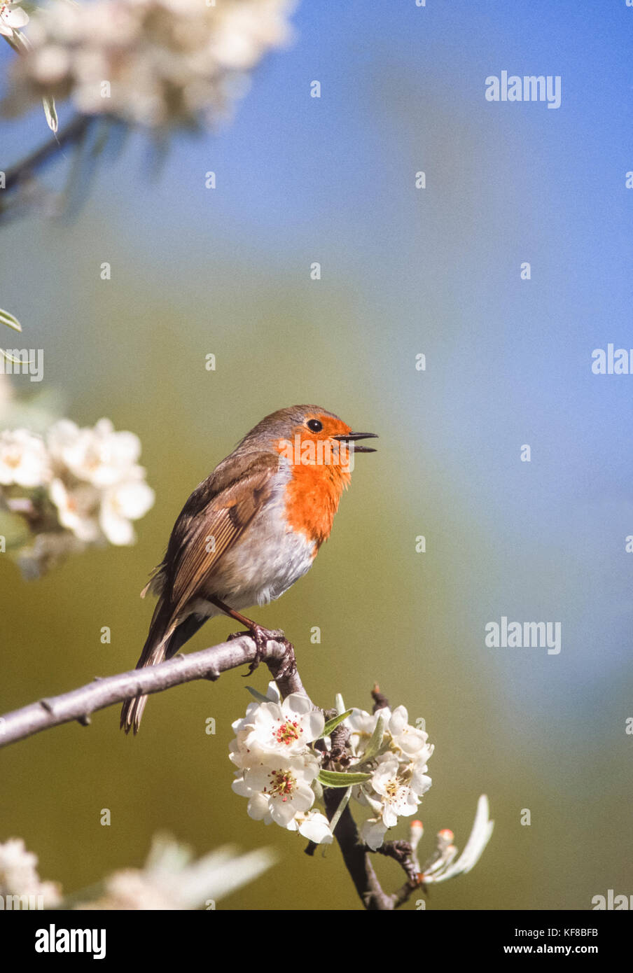 European robin (Erithacus rubecula), singing in spring on blossom tree ...