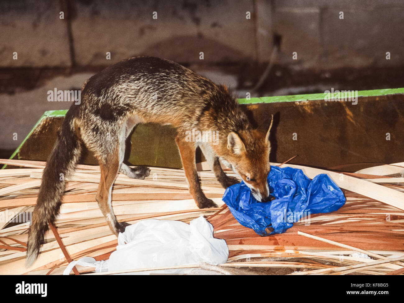 Red Fox, Vulpes vulpes, scavenging for food scraps from a plastic bag ...