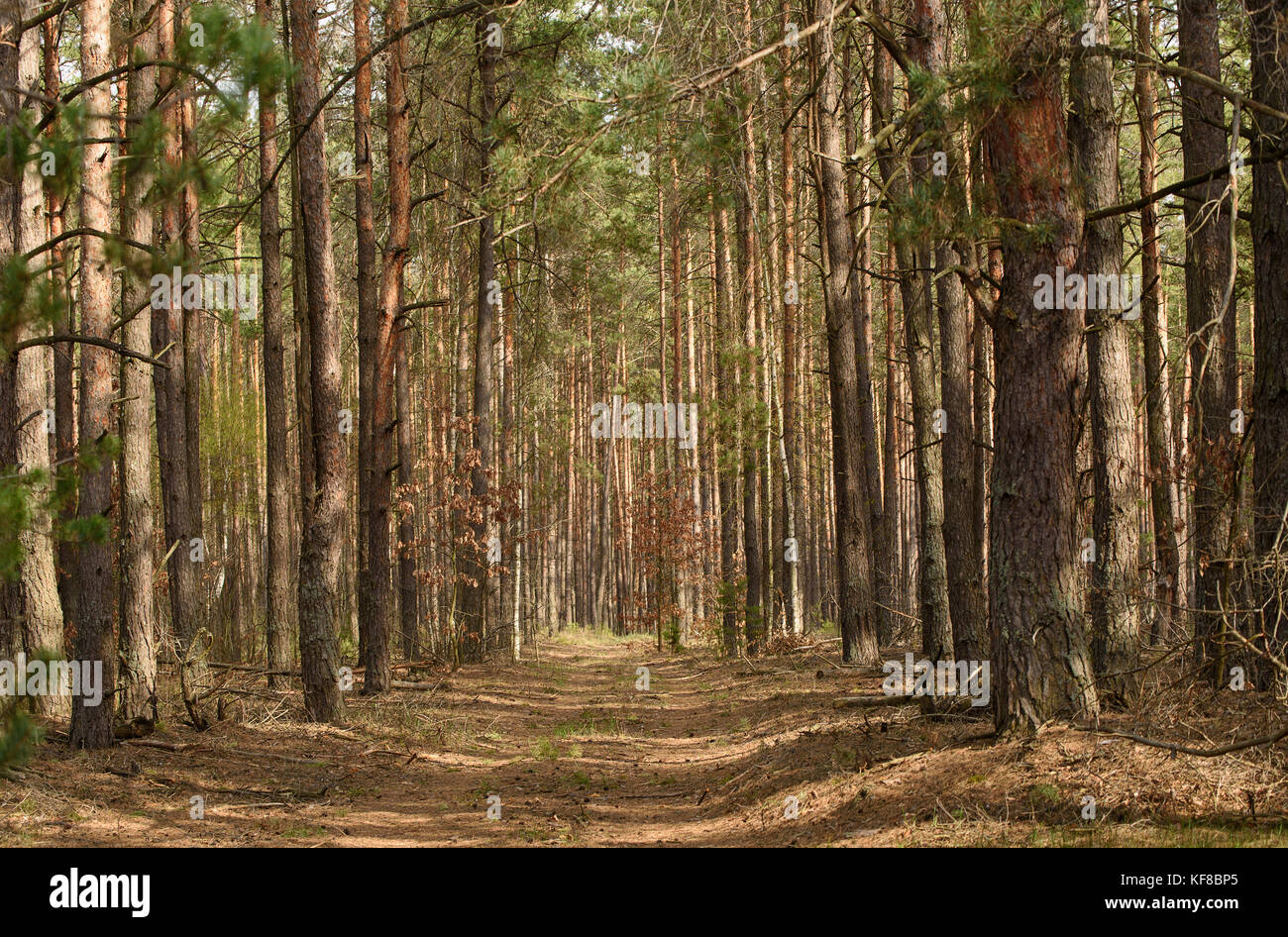 North scandinavian forest Stock Photo - Alamy