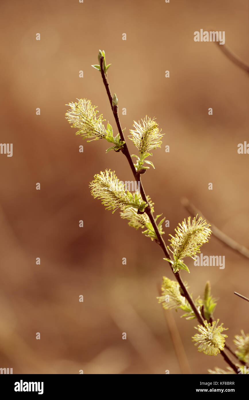 Blooming willow branch Stock Photo - Alamy