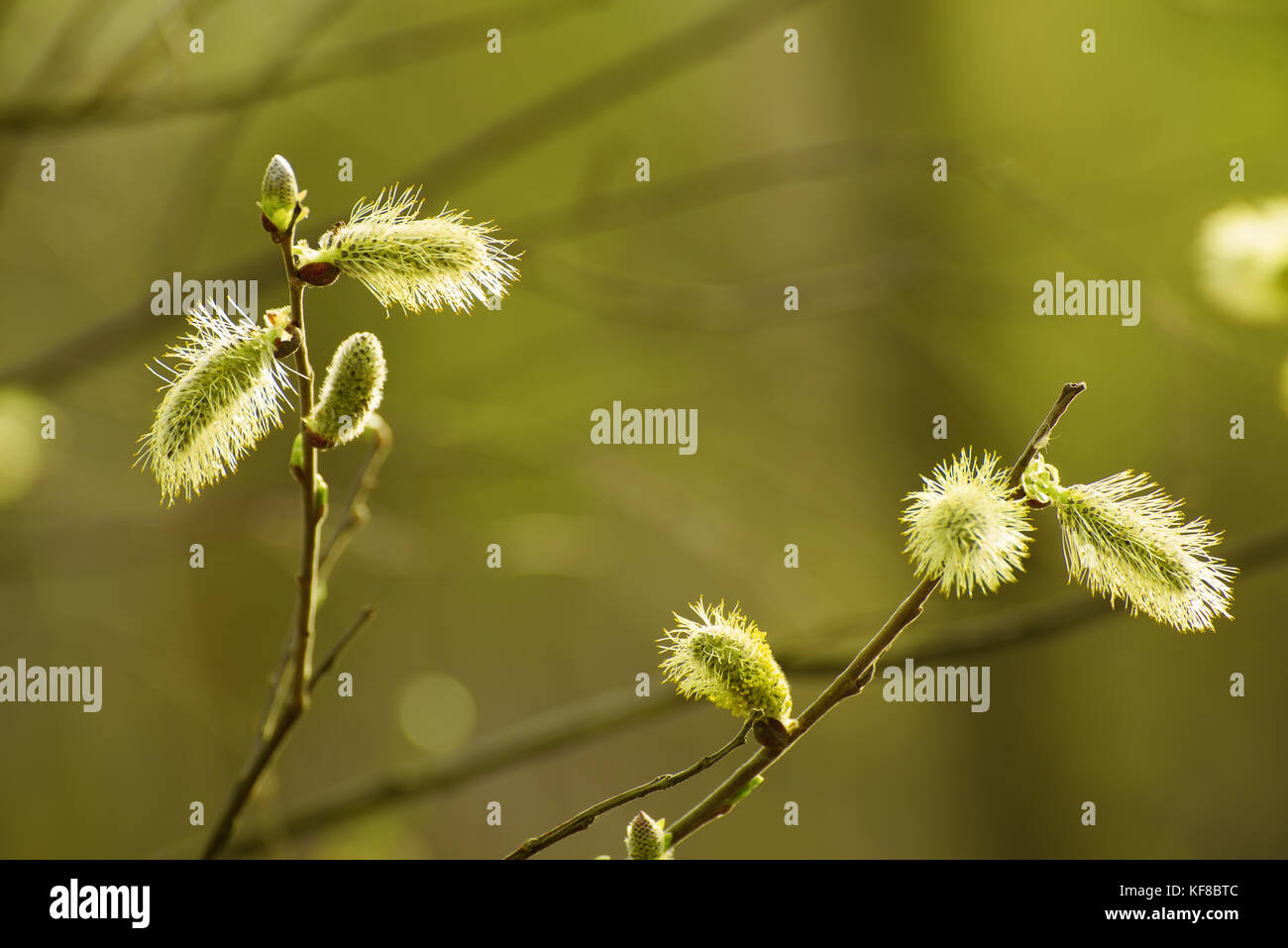Blooming willow branch Stock Photo - Alamy