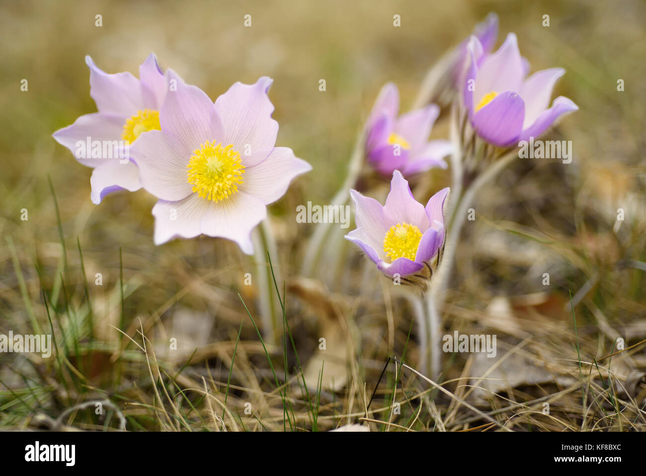 Pasque-flower in nature Stock Photo - Alamy