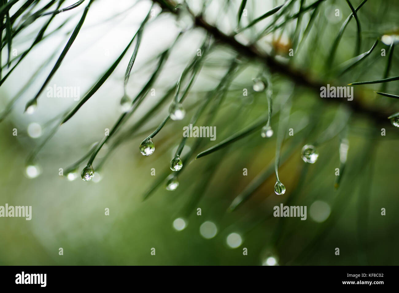 Wet pine tree Stock Photo - Alamy