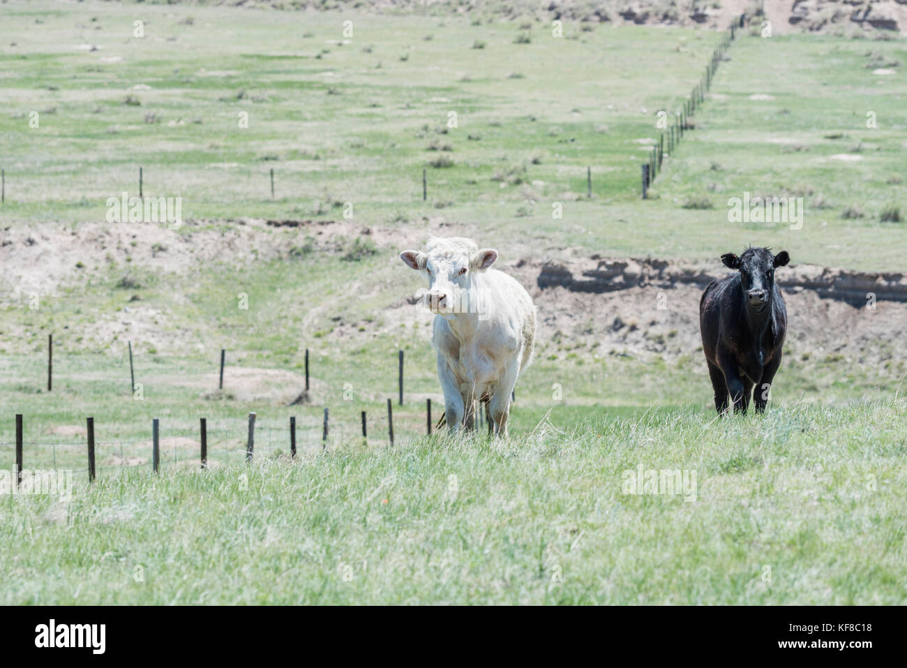 Rangeland cattle hi-res stock photography and images - Alamy