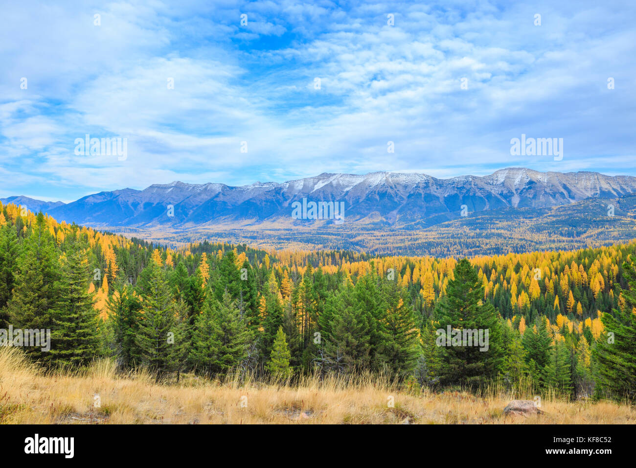 autumn larch below the swan range near condon, montana Stock Photo - Alamy