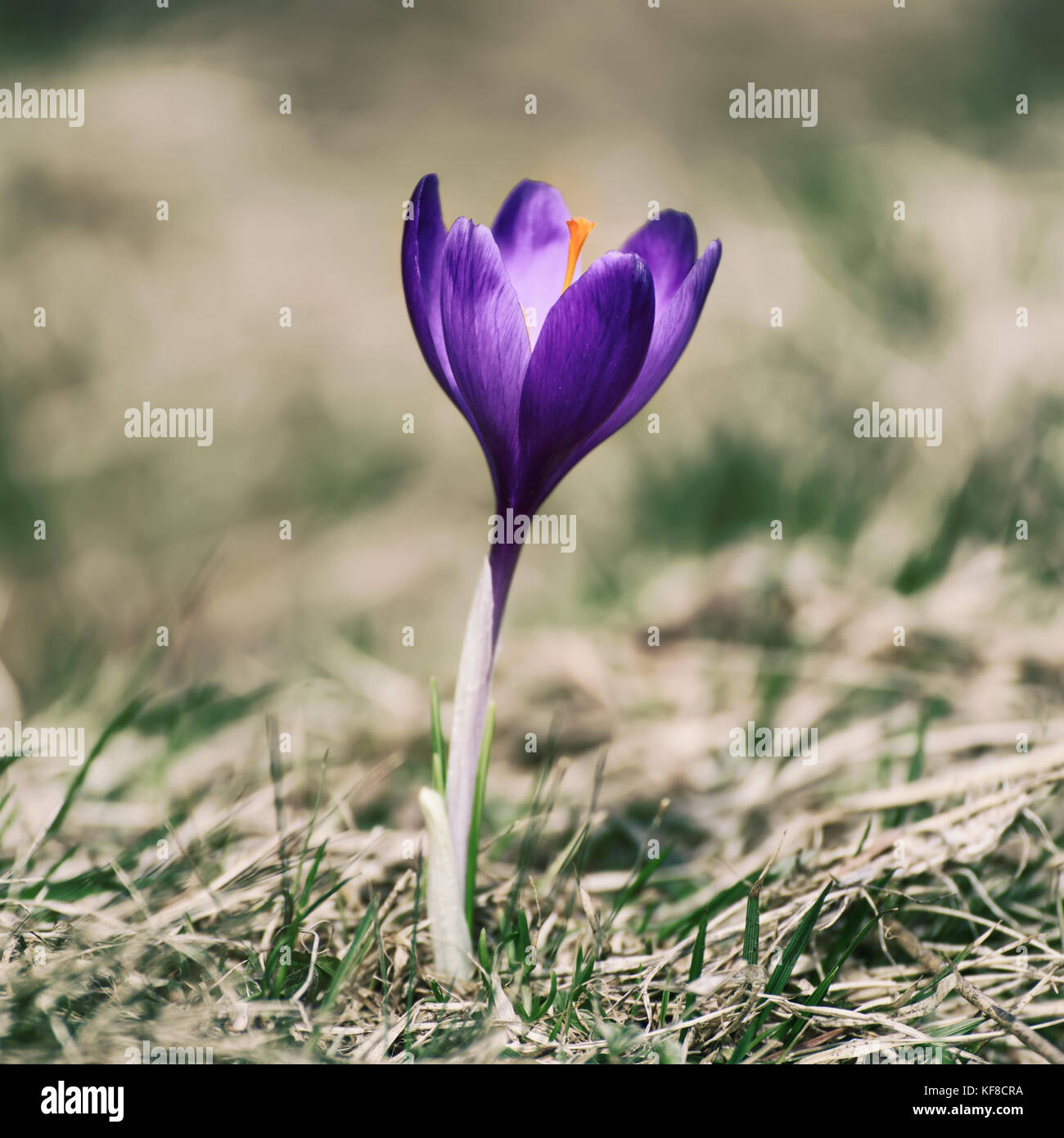 Spring crocus flower Stock Photo - Alamy