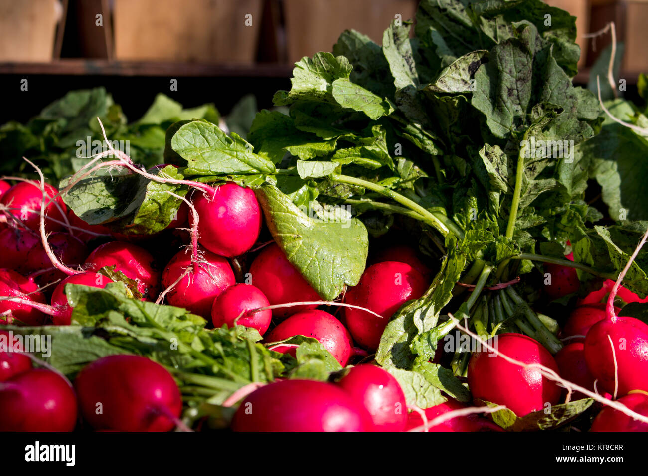 © Sundry Scene Studios, Roxanne M. Duff | http://sundryscenestudios.com ...