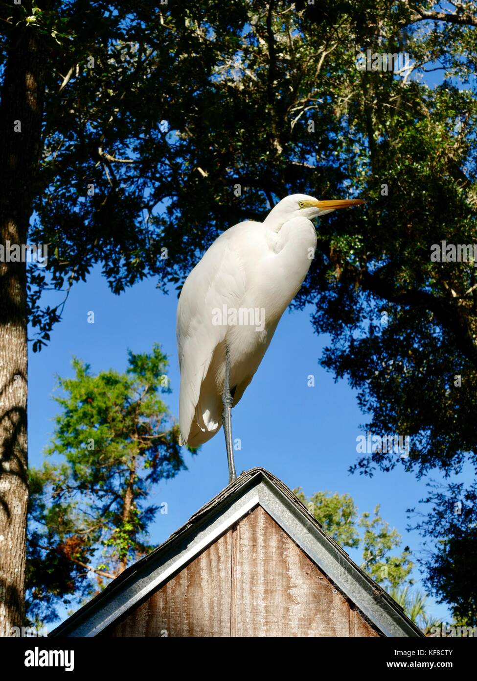 Great Egret (Ardea alba) on a peaked roof, backed by pine trees and a ...