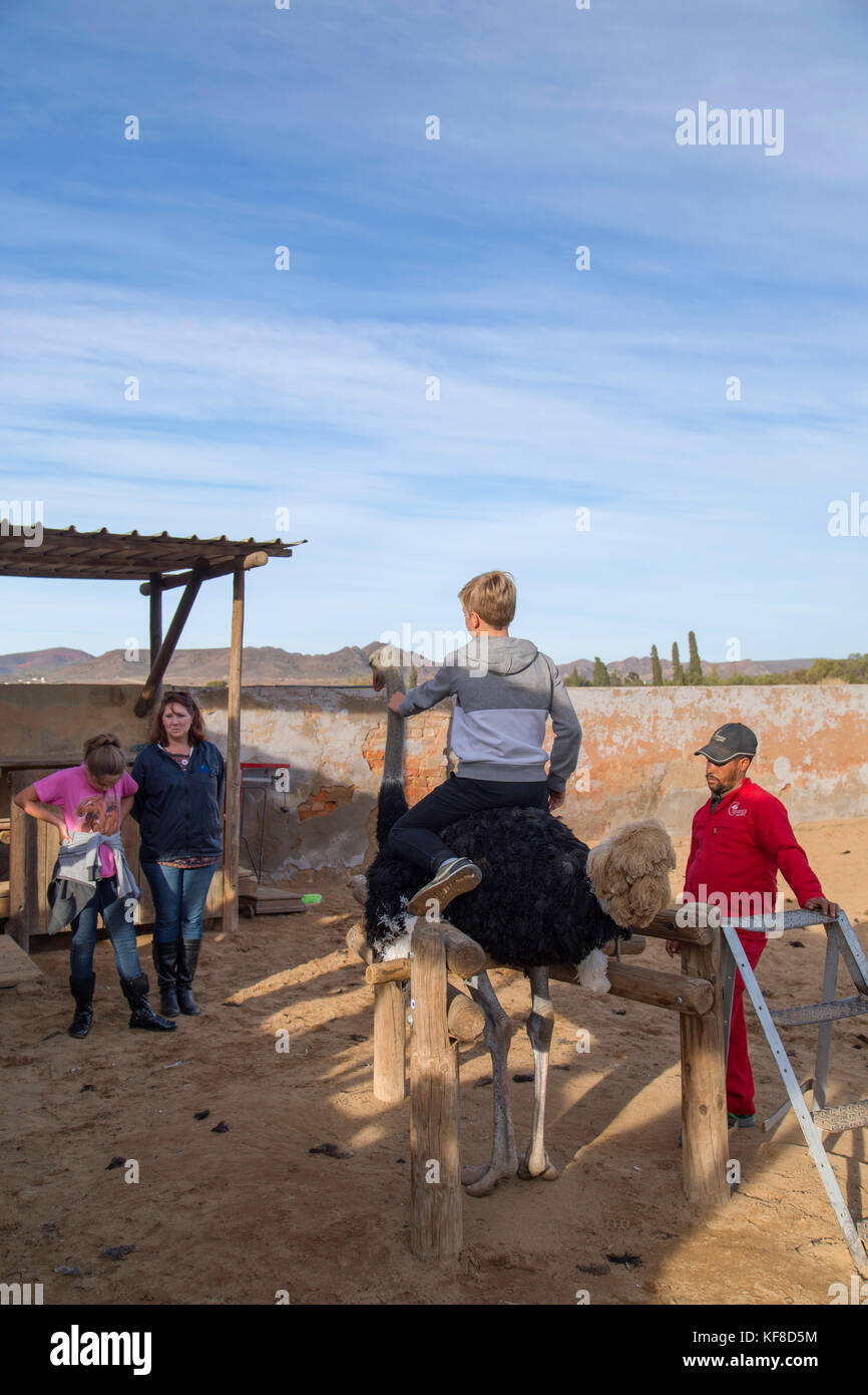 Tourist riding ostrich at Highgate Ostrich Farm, Oudtshoorn, Western ...
