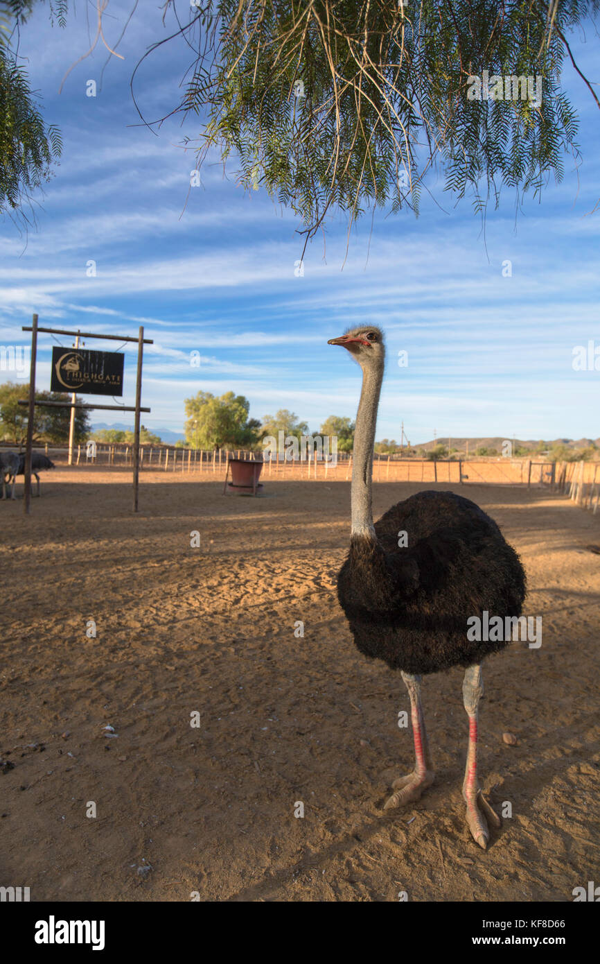 South africa ostrich farm hi-res stock photography and images - Alamy