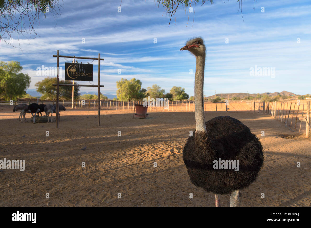 Highgate ostrich farm hi-res stock photography and images - Alamy