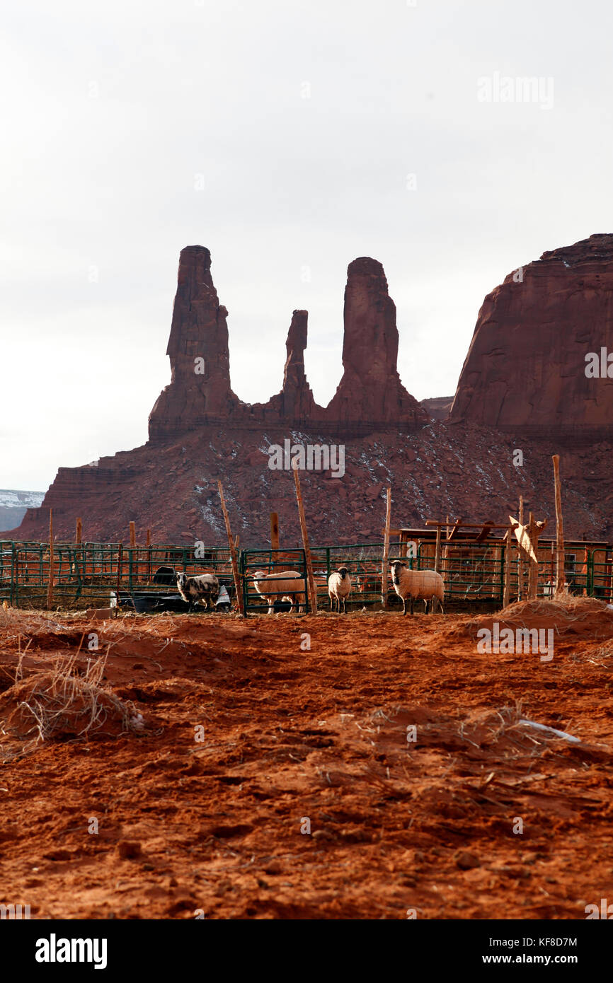 USA; Arizona; Monument Valley, Navajo Tribal Park, sheep at a small ...